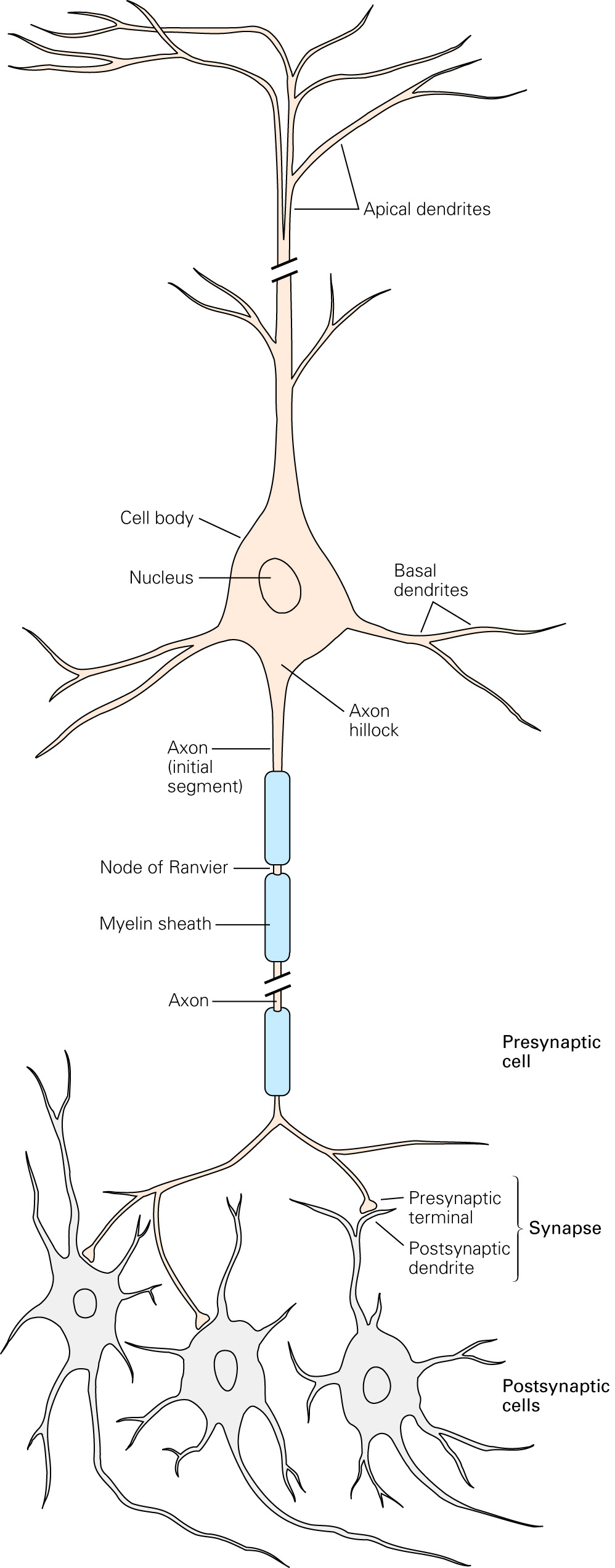 2 nerve cells, neural circuitry, and behavior_nerve cell connection-CSDN博客