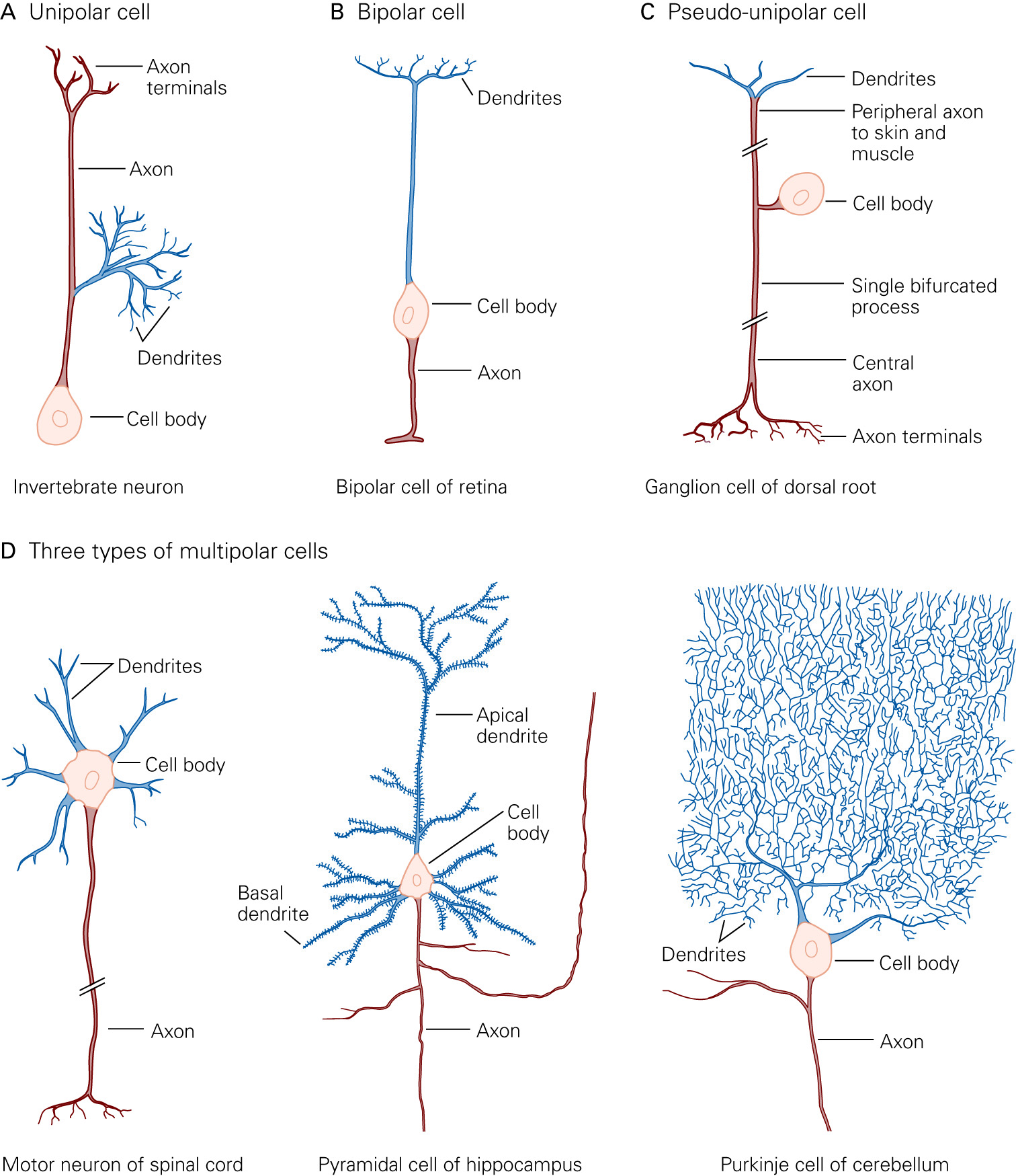 2 nerve cells, neural circuitry, and behavior-CSDN博客