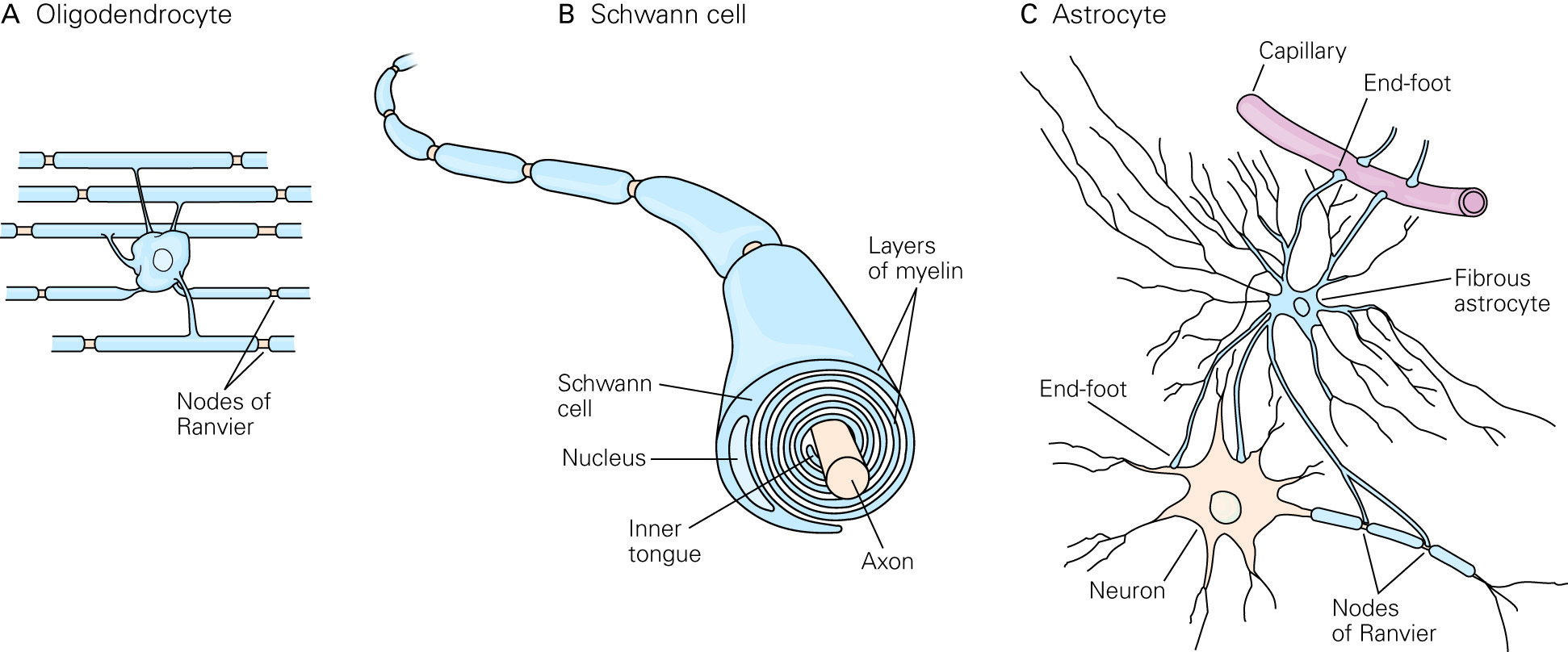 2 nerve cells, neural circuitry, and behavior_nerve cell connection-CSDN博客