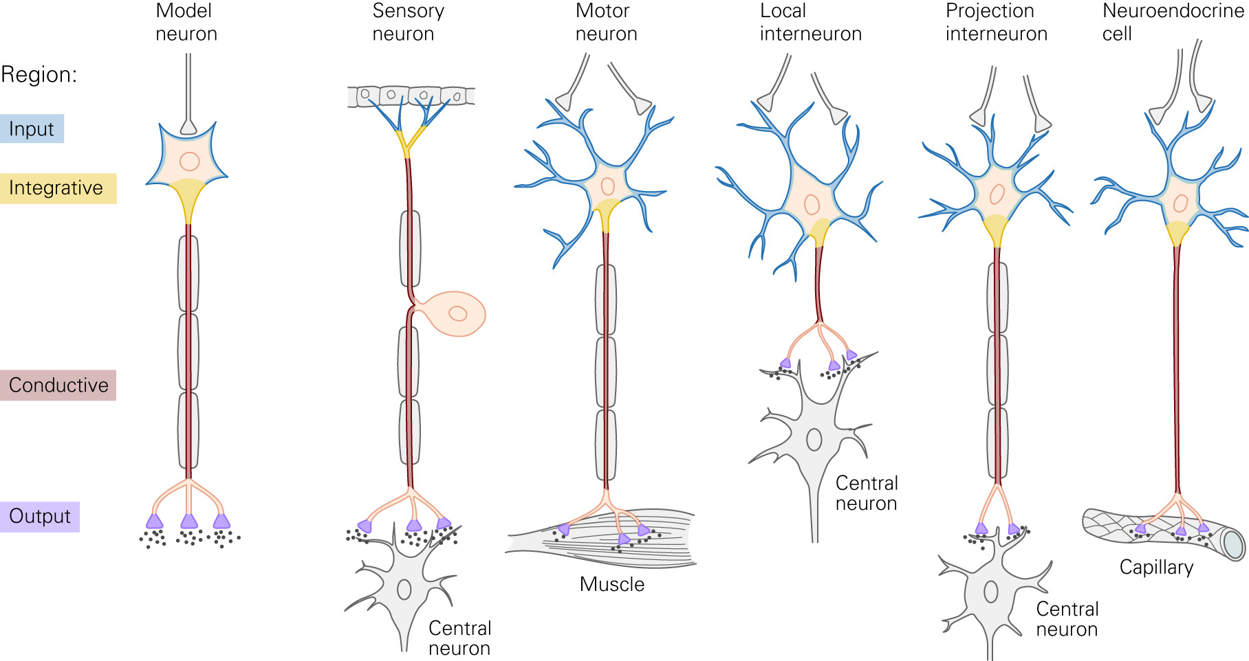 2 nerve cells, neural circuitry, and behavior_nerve cell connection-CSDN博客