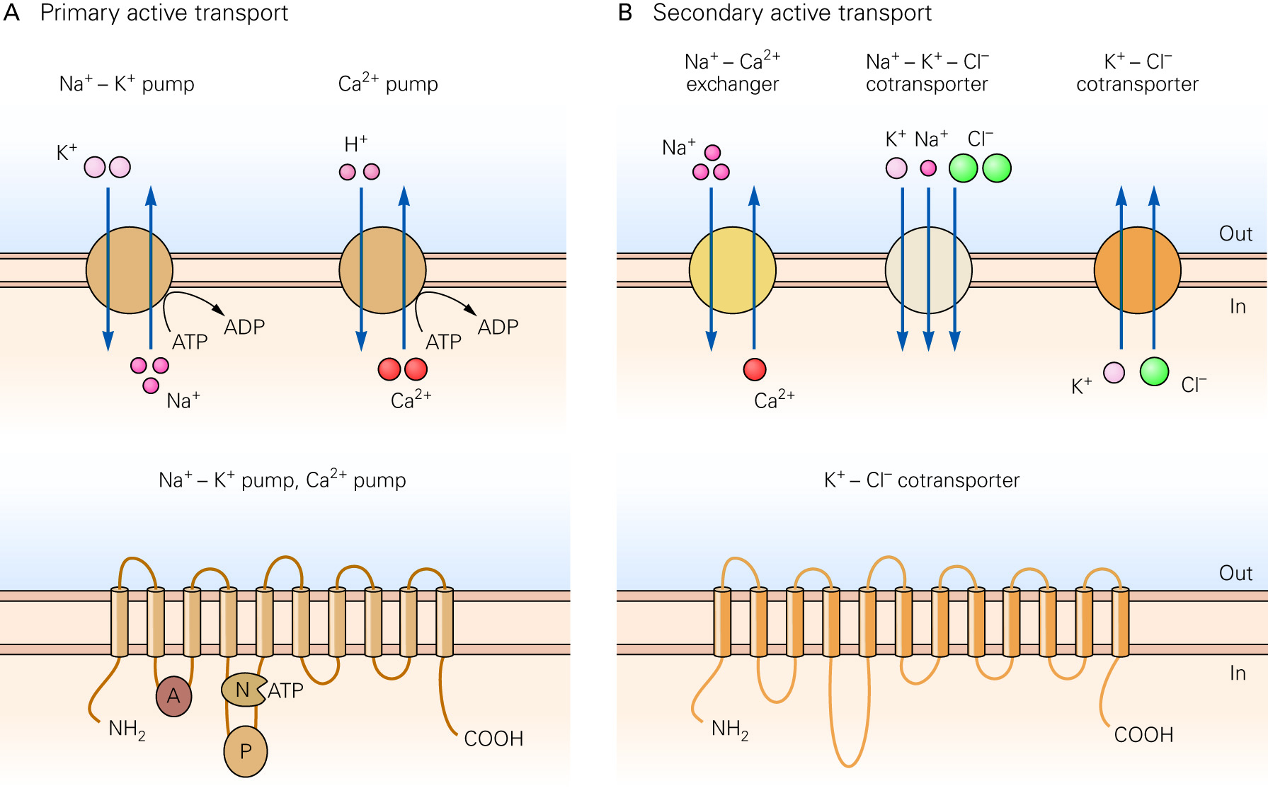 6 membrane potential and the passive electrical properties of the ...